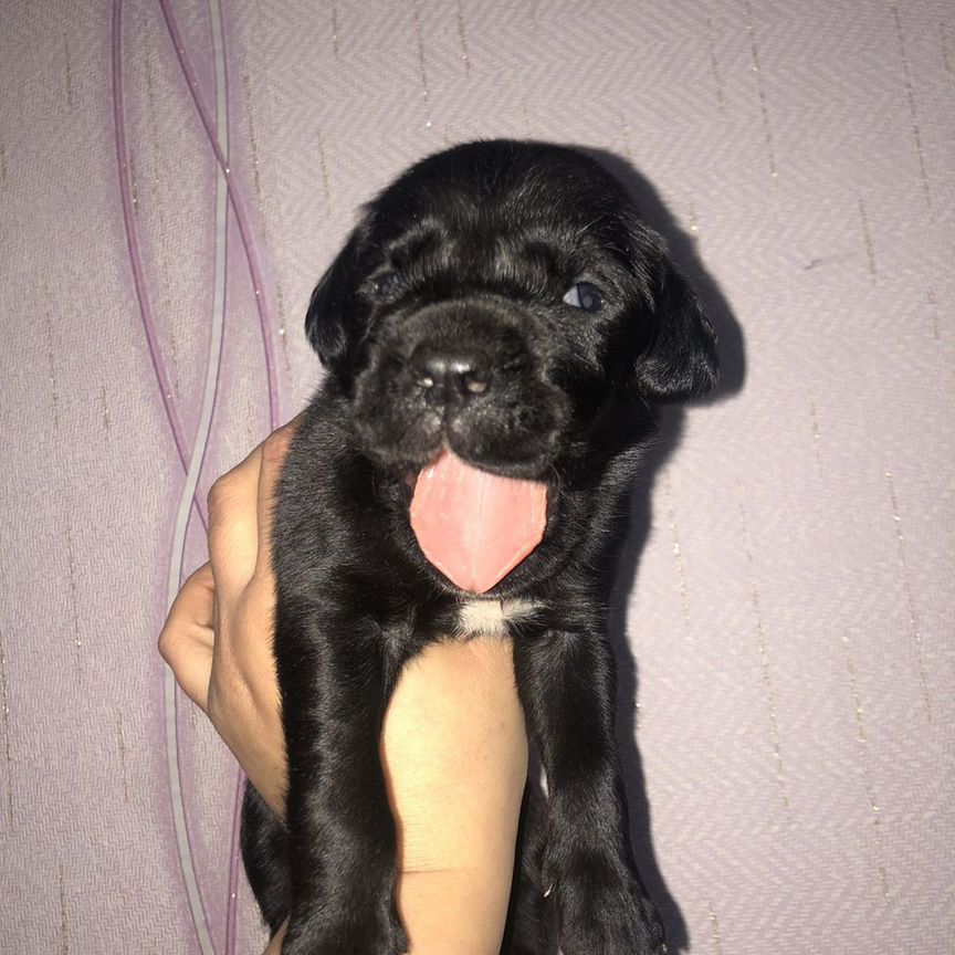 Малыши кане корсо