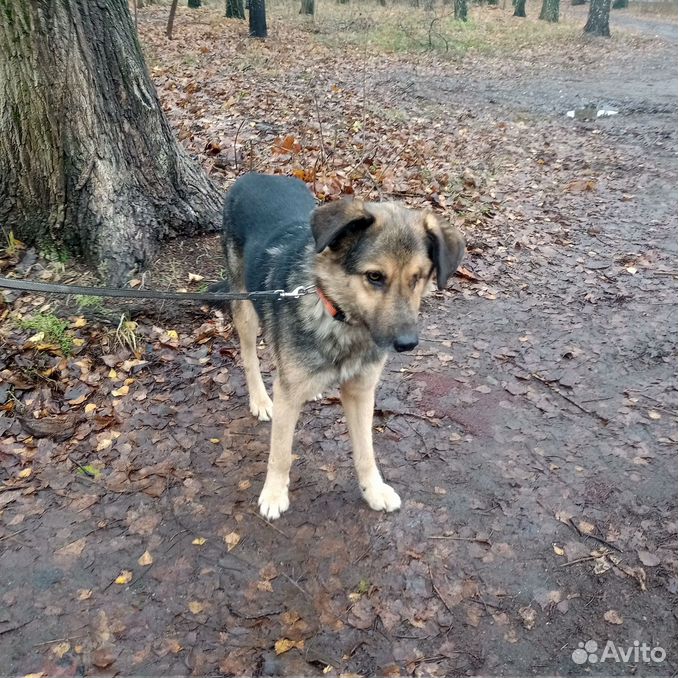 Преданный молодой пес Шон очень грустит в приюте