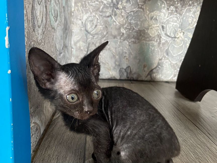 Котенок от кошки сфинкс отца британца