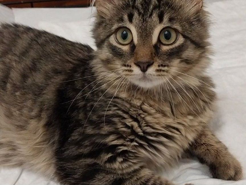 Тихон Плюшечкин (5 мес.) в добрые руки