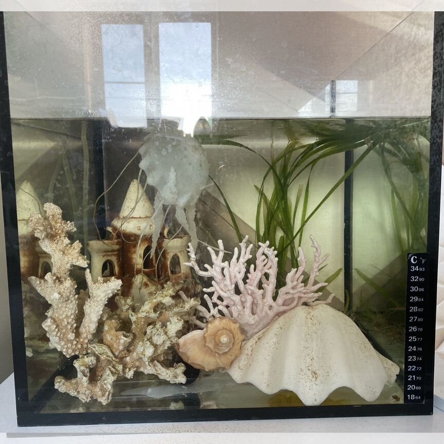 Аквариум с мальками и мамой елоу