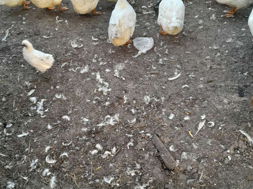 Утки агидель