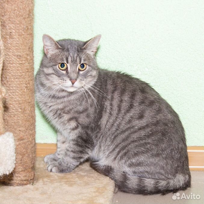 Красивый дымчатый котик