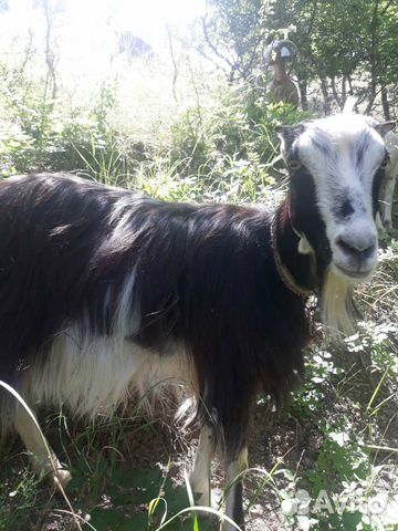 Продам взрослых коз