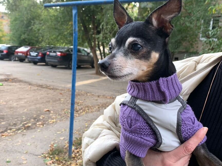 Кто потерял той терьера