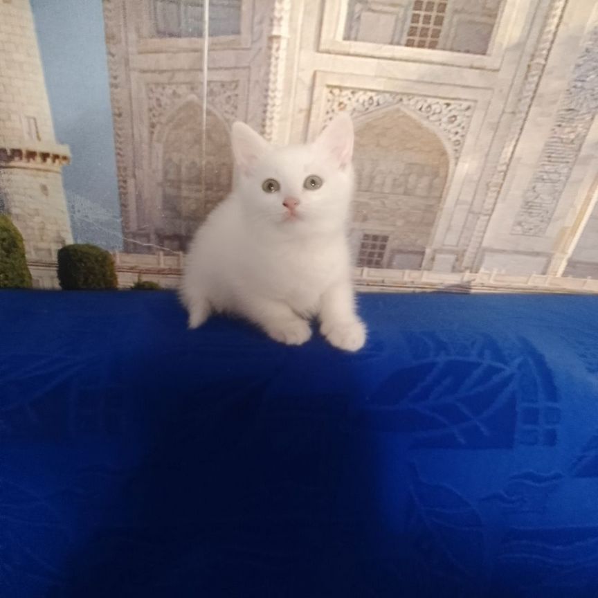 Отдам 2 мес котика