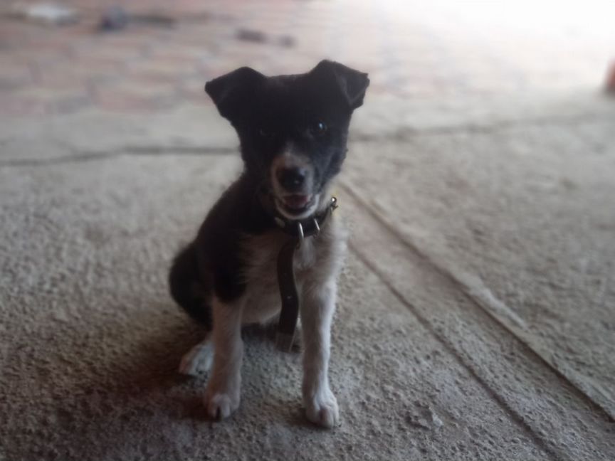 Дворняга щенок (девочка)