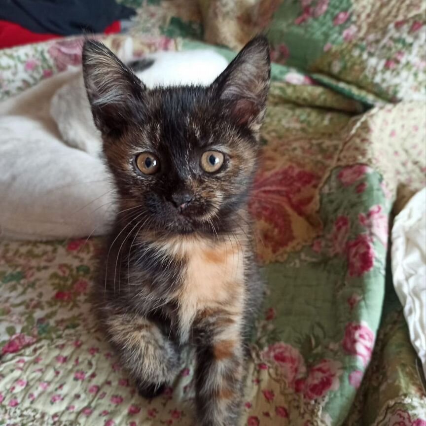 Кошечка