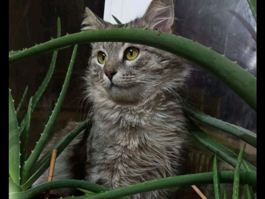 Котик ищет передержку