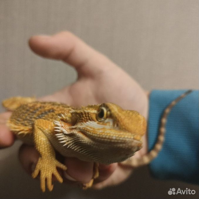 Бородатая агама 4 месяца
