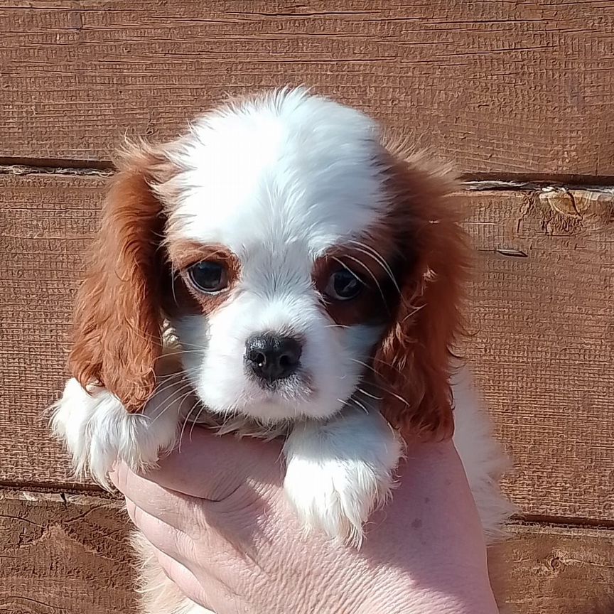 Щенки Кавалер Кинг Чарльз Спаниель