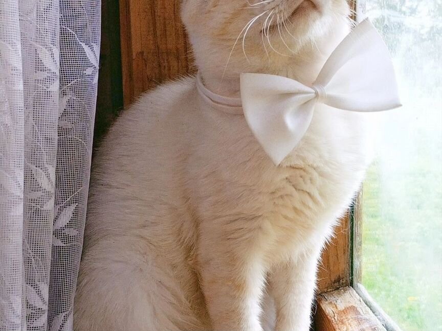 Кошка в дар бесплатно