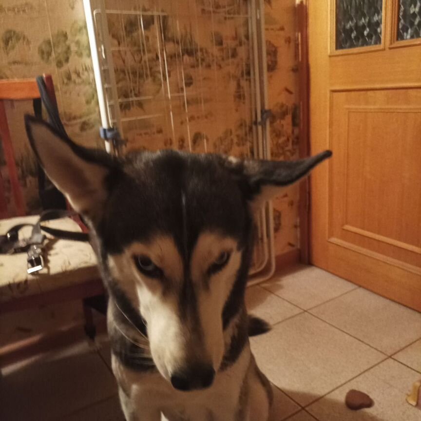 Сибирская метиска 3 года