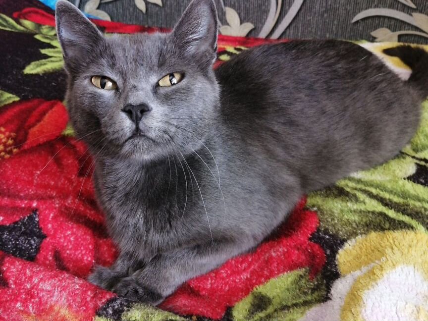 Найдена кошка