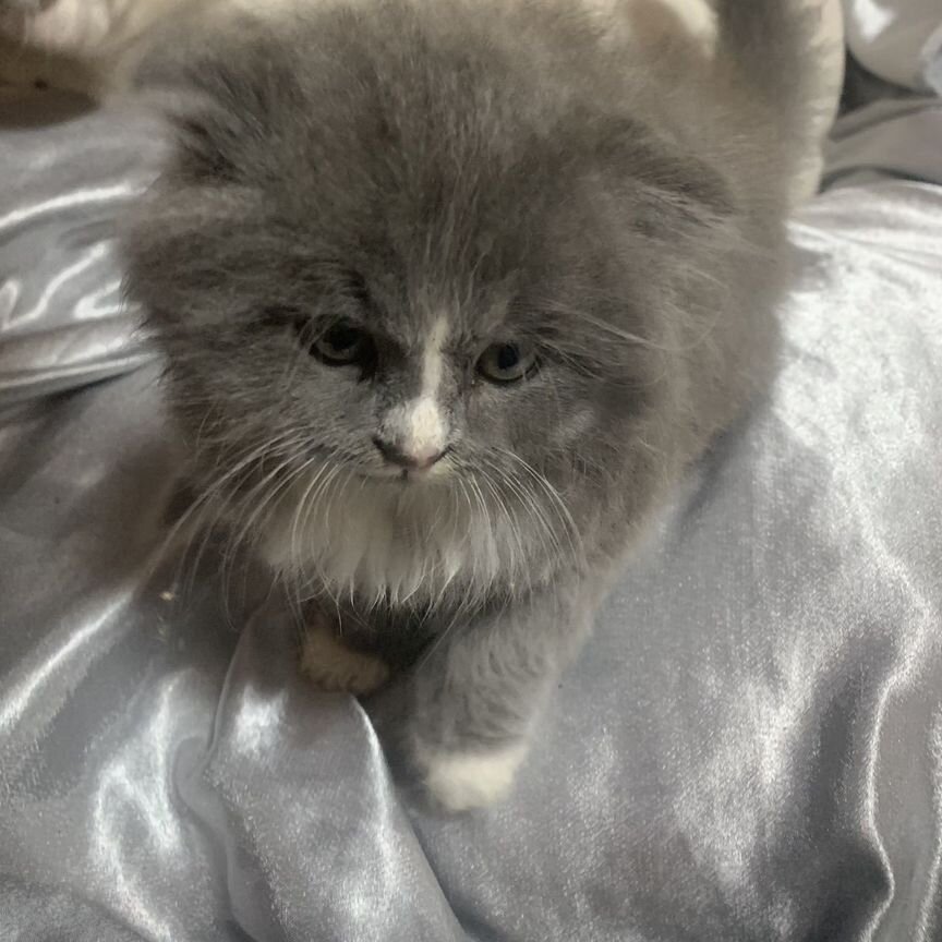 Шотландский вислоухий длинношёрстный котёнок