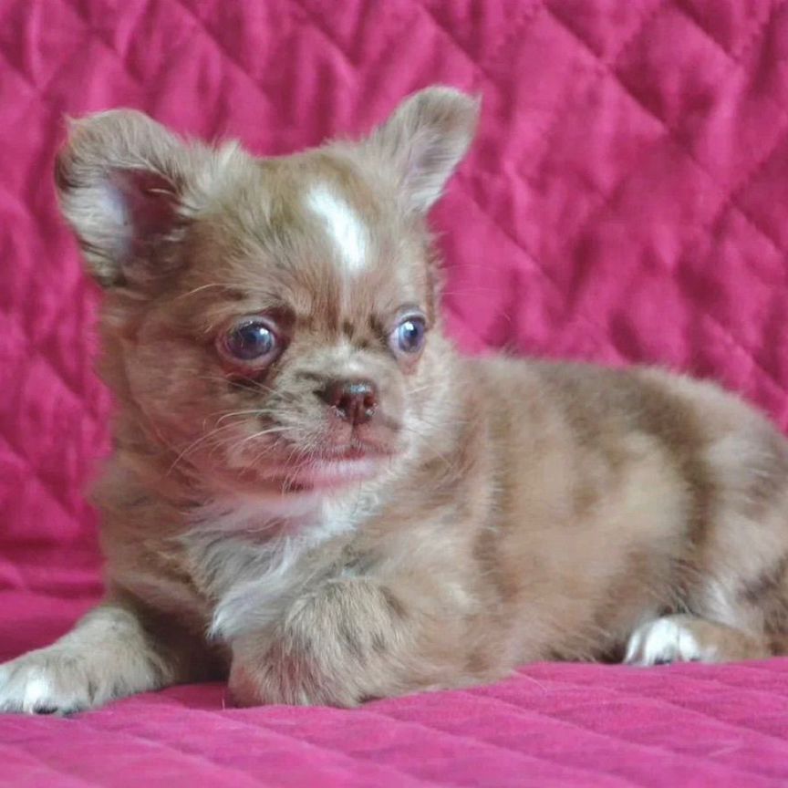 Шоколадный мерле с голубыми глазами