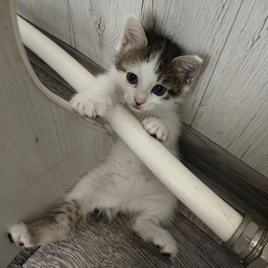 Котята в добрые руки бесплатно