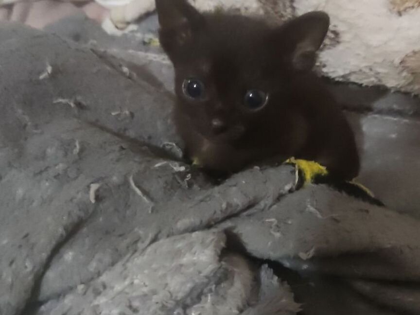 Донской сфинкс котята