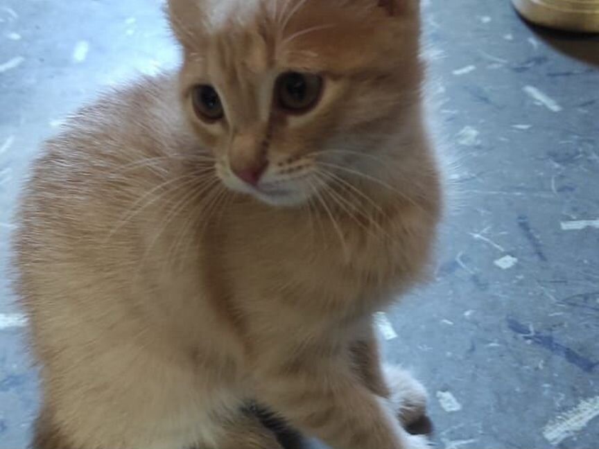 Котята