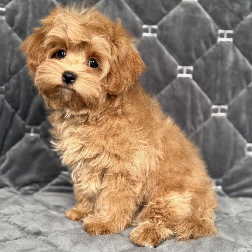 Мальтипу, щенок