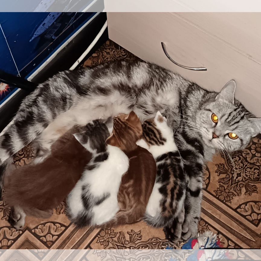 Котята