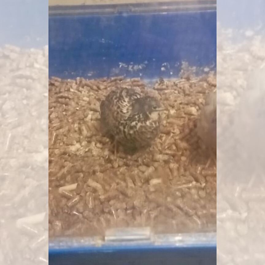 Китайские расписные перепела