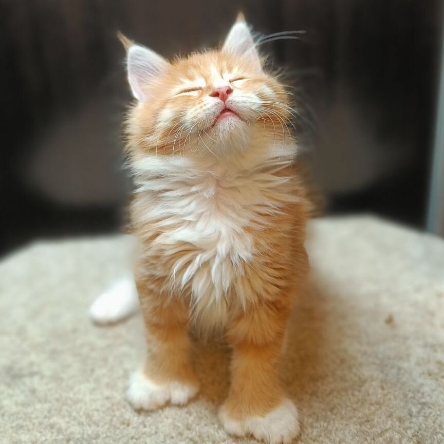 Мейн-кун котёнок