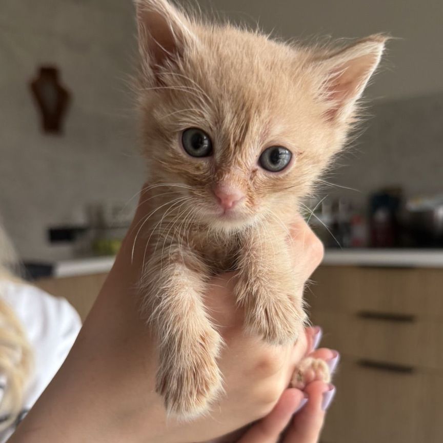 Котёнок в добрые руки
