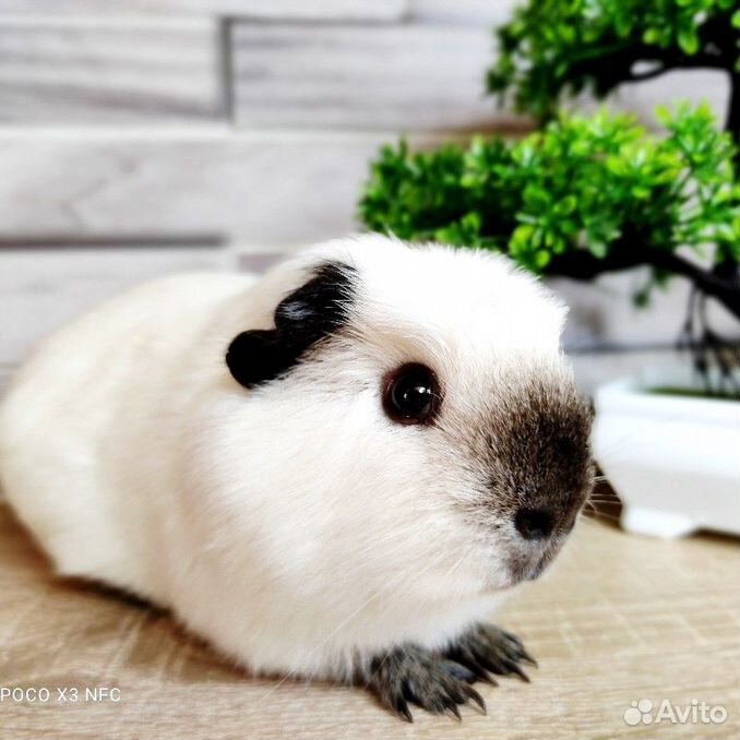 Морские свинки Калифорния(мальчики)