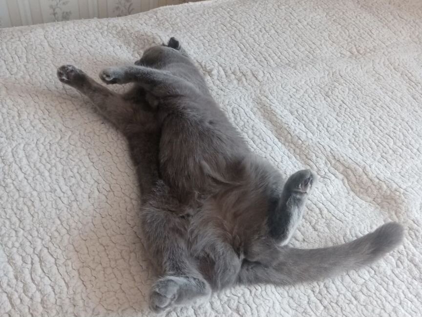 Кошка серая вислоухая 2 года