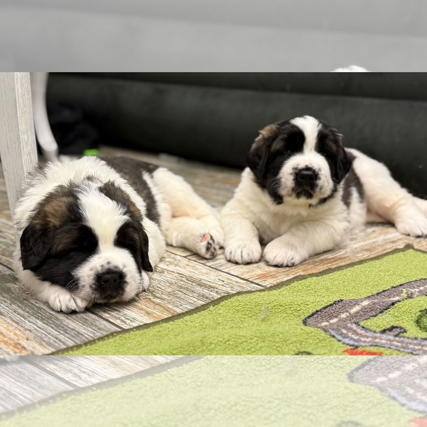 Отличные породные щенки