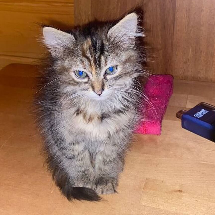 Котёнок в добрые руки