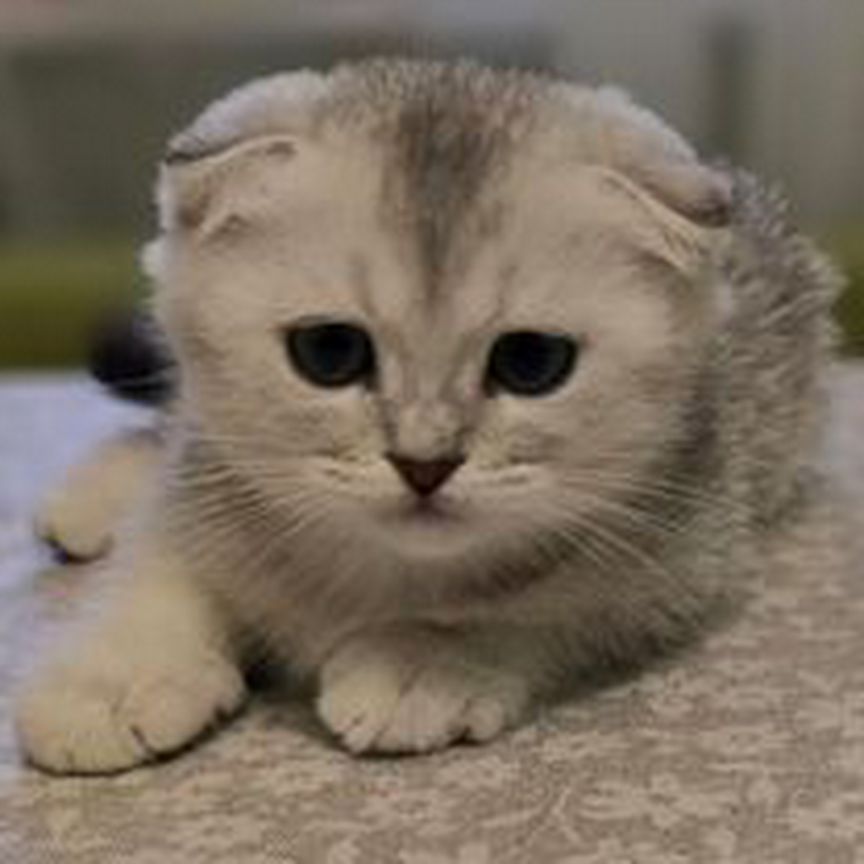 Кот вислоухий