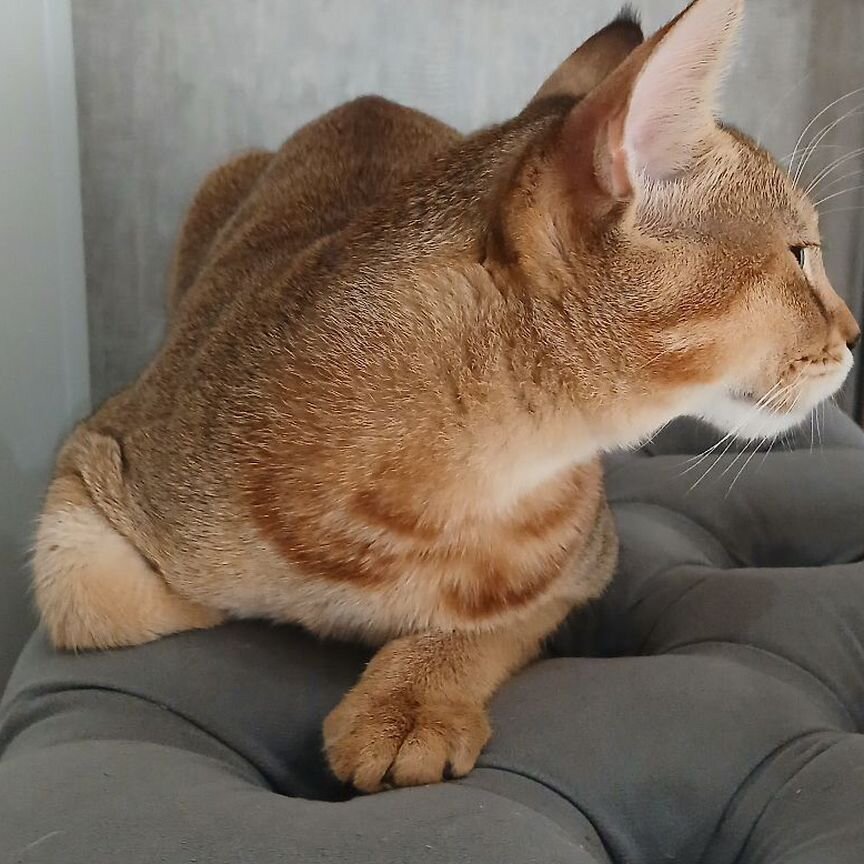 Чаузи, взрослый кот