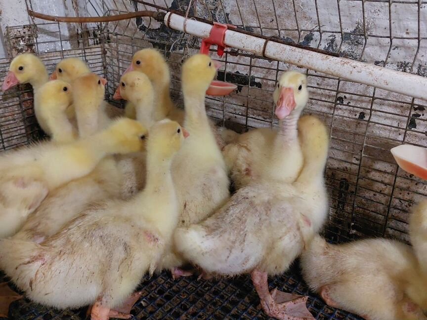 Гусята линда