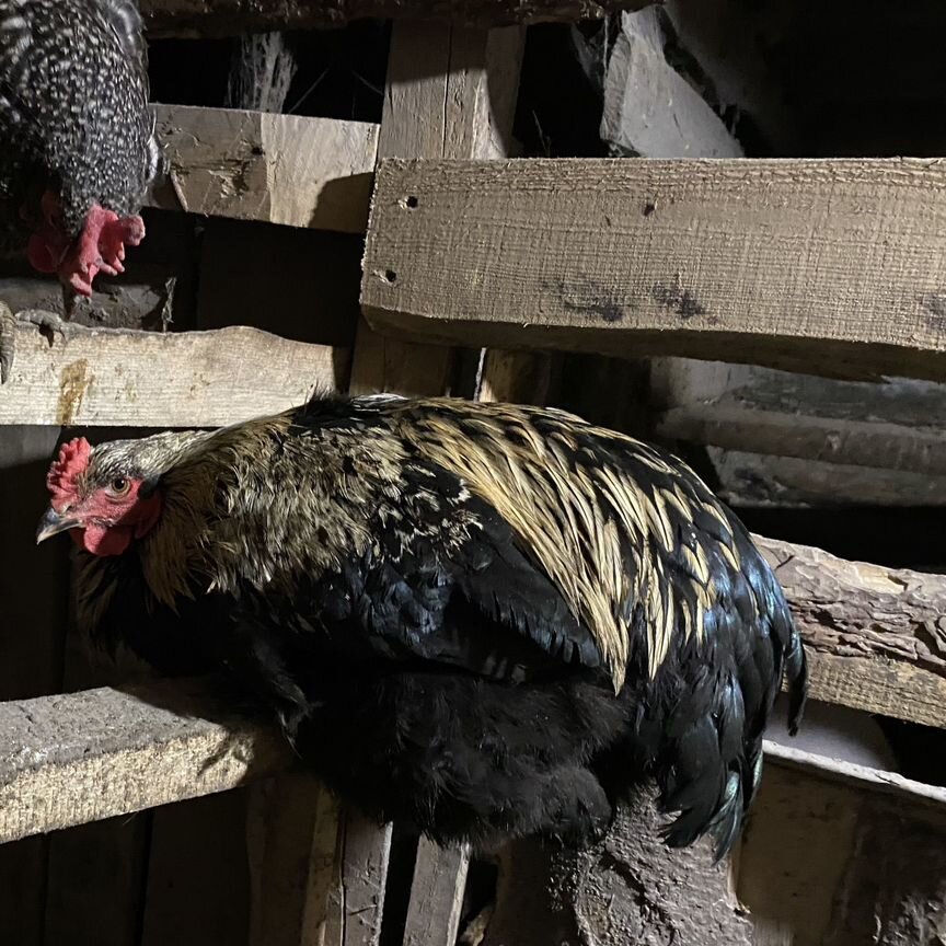 Молодые петухи