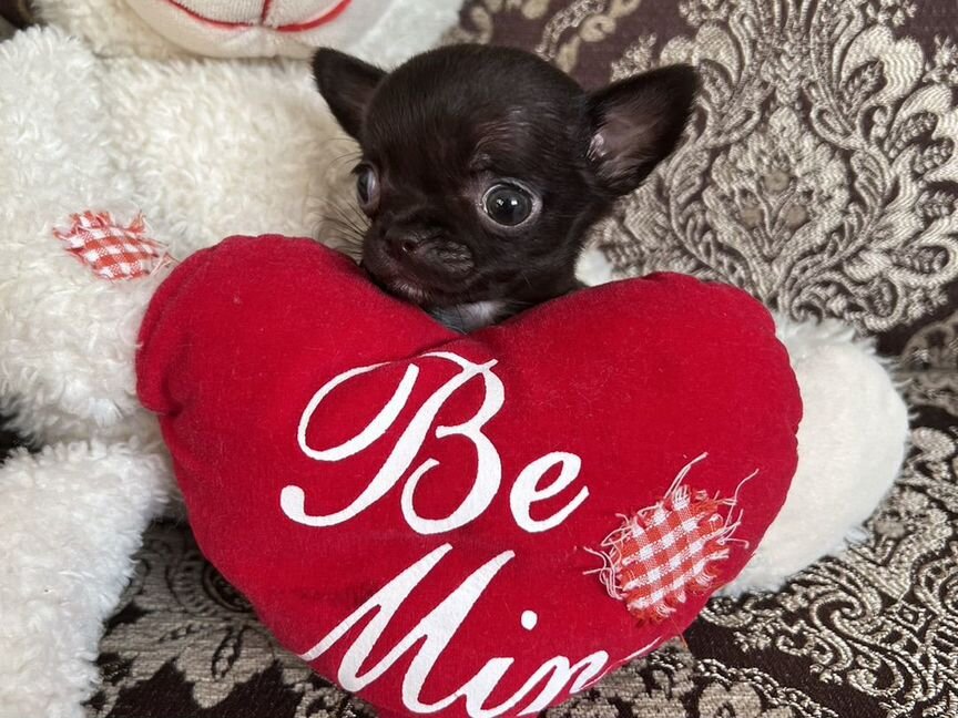 Чихуахуа микро