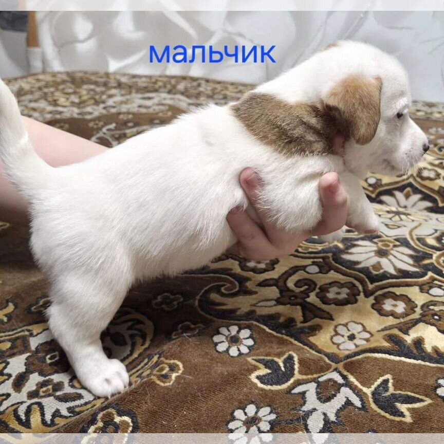 Джек-рассел-терьер, щенок