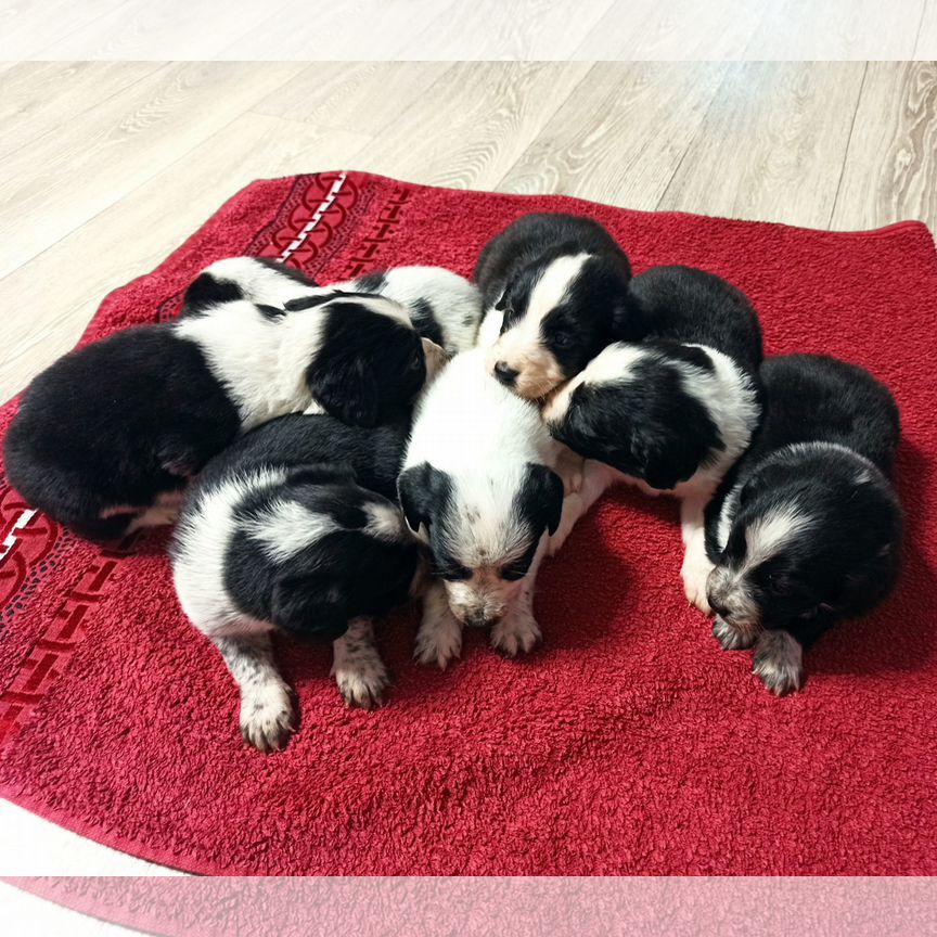 Отдам щенков спаниеля в добрые руки бесплатно