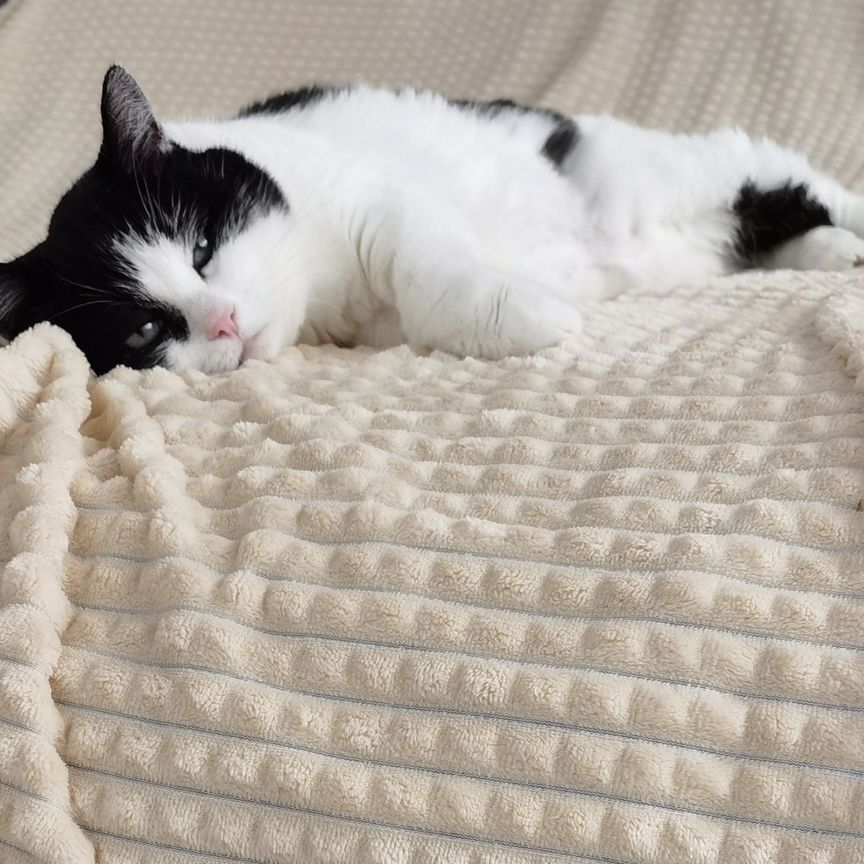 Котик ищет дом