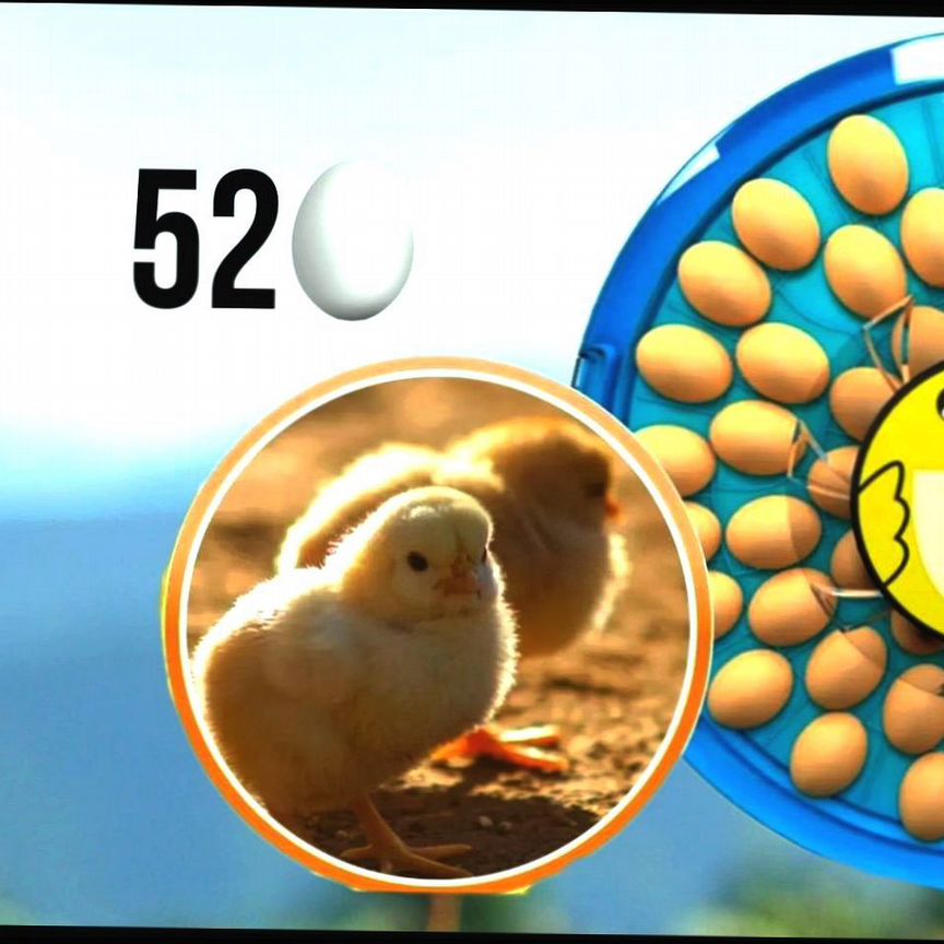 Инкубатор от 12 до 220 яиц