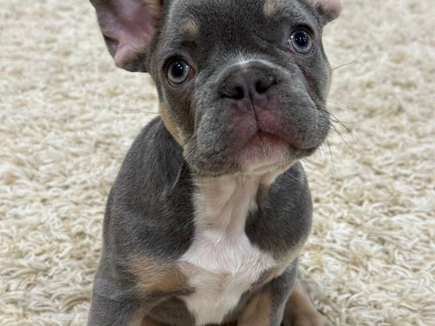 Французский бульдог щенок мальчик