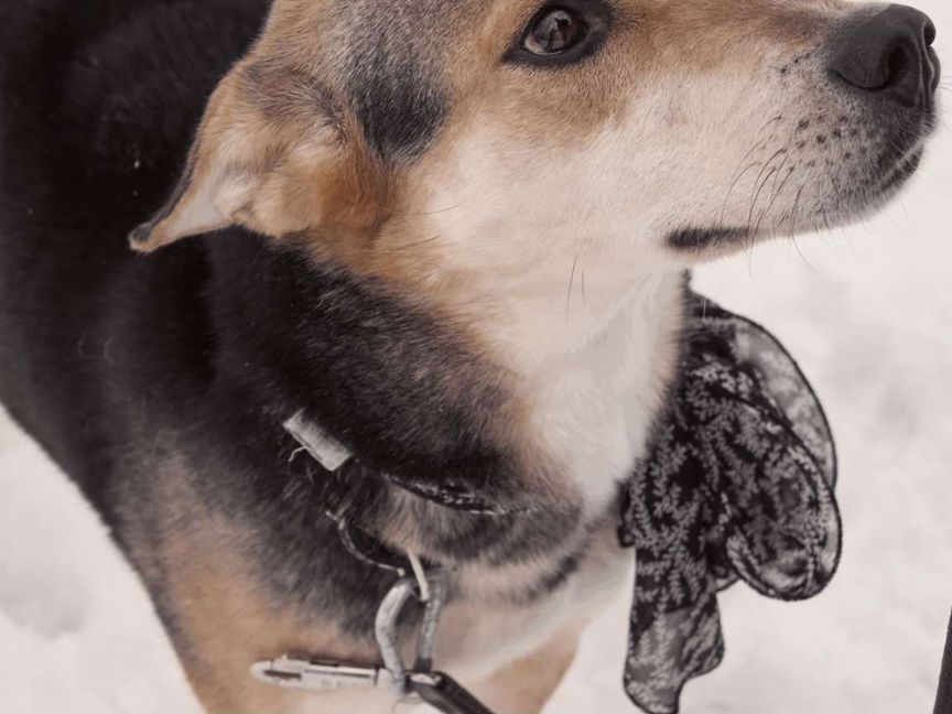 Патрик в поисках дома