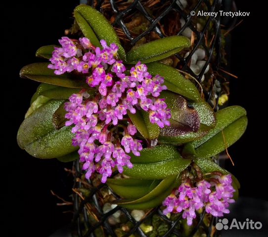 Мини-микро орхидея Schoenorchis Fragrans купить в Москве | Товары для ...
