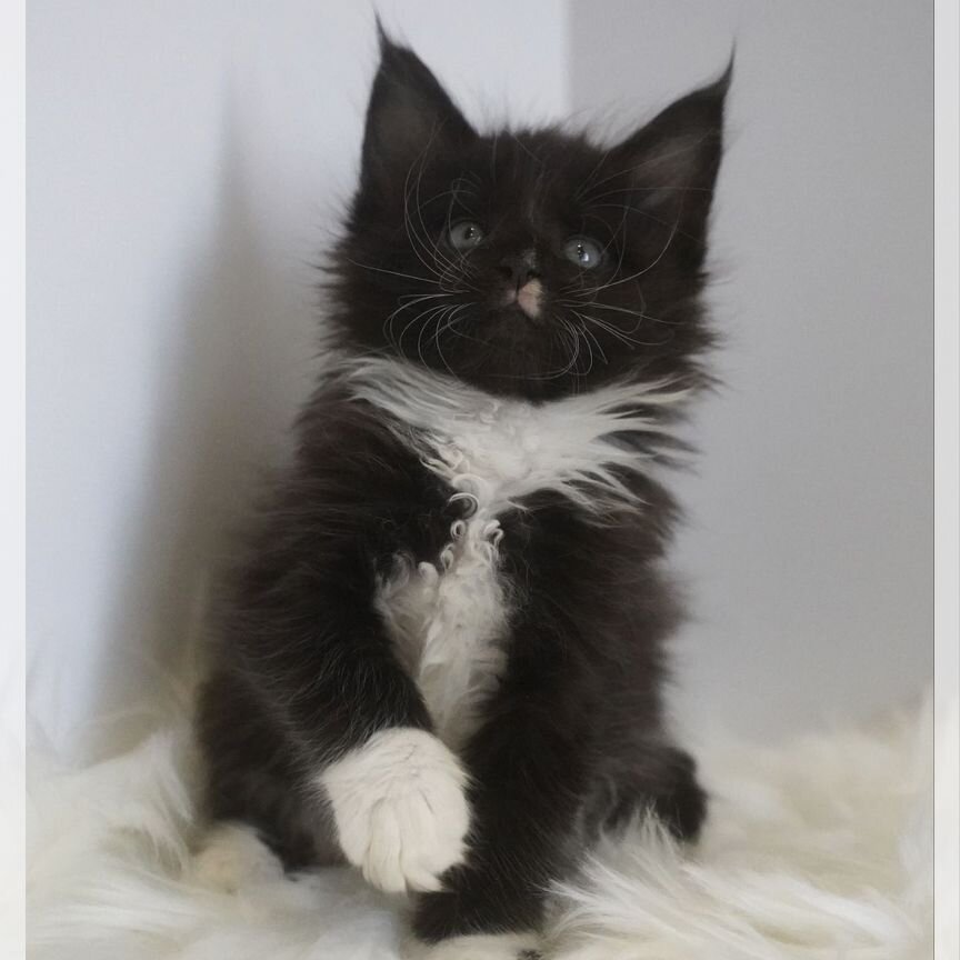 Мейн-кун котёнок