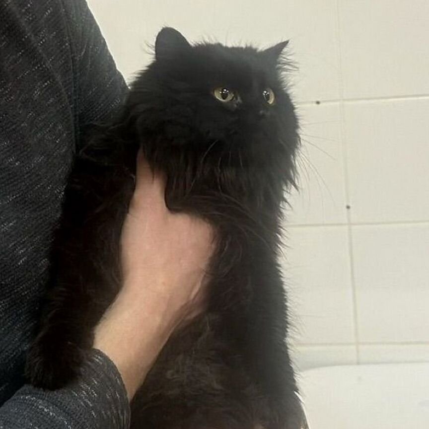 Кот