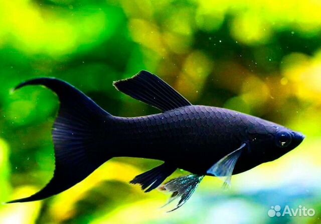 Чёрная молинезия