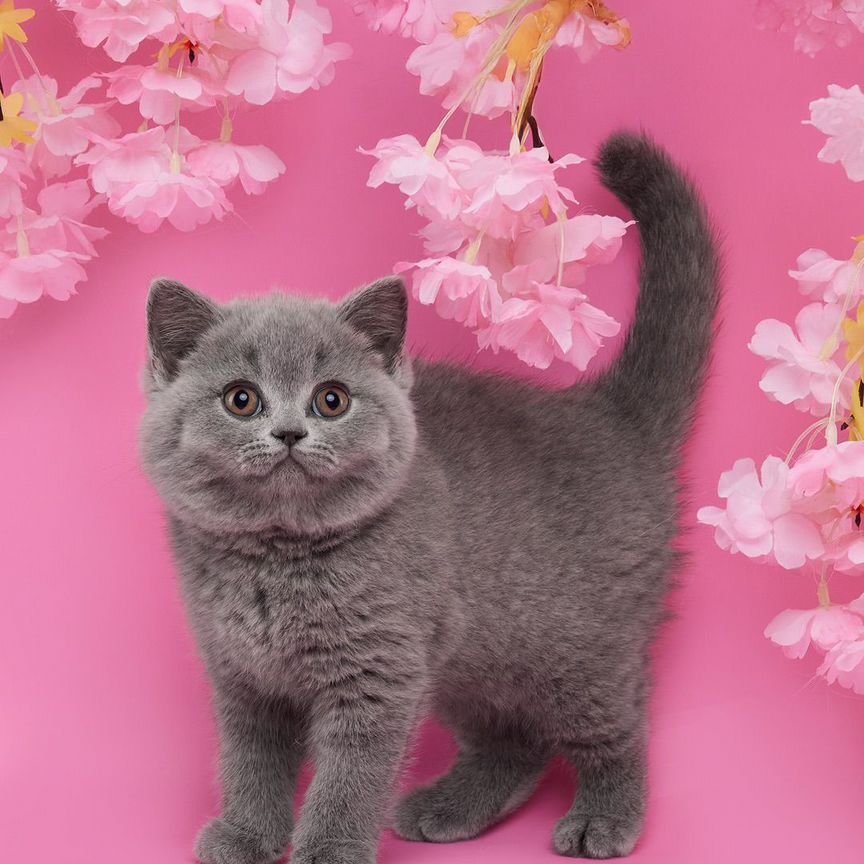 Британские котята