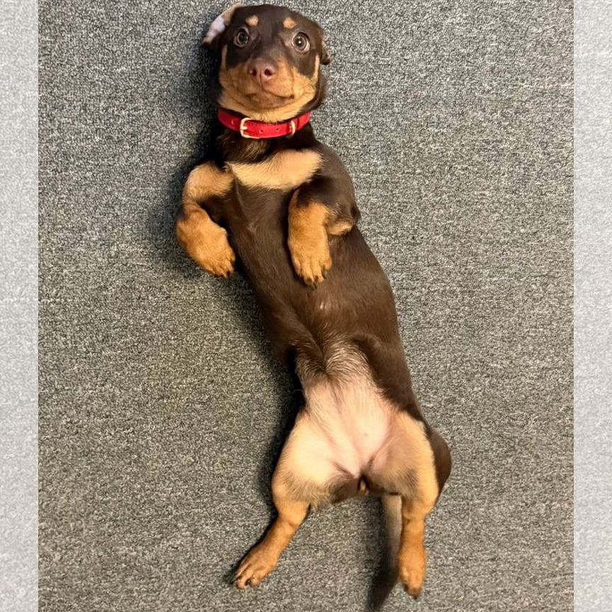 Такса, щенок