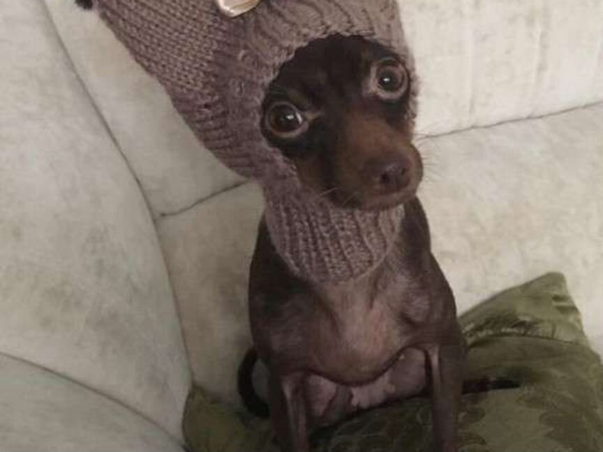 Шапочки для собачек и кошечек